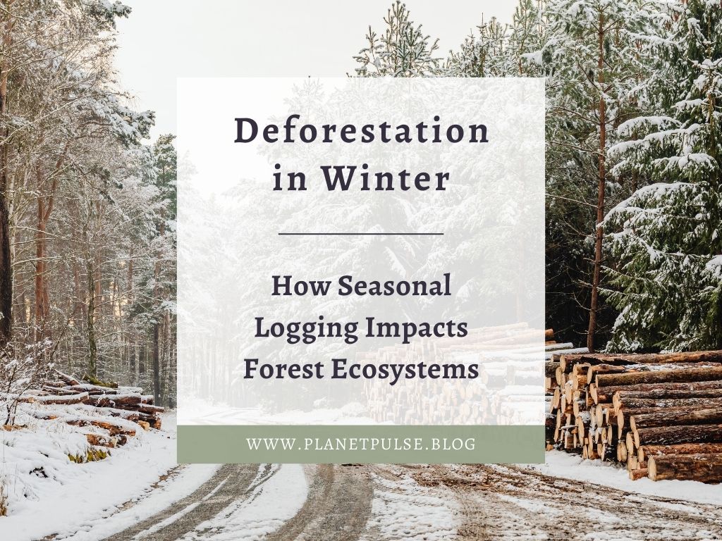 Deforestation in Winter: How Seasonal Logging Impacts Forest Ecosystems ...