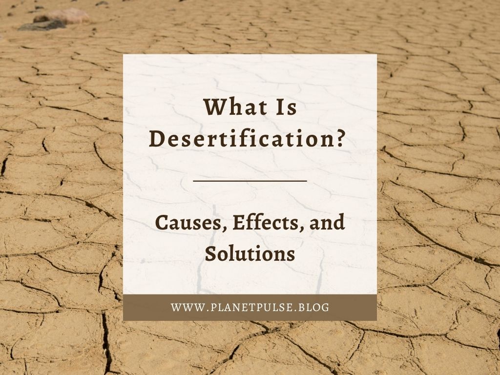 What Is Desertification? Causes, Effects, and Solutions – Planet Pulse